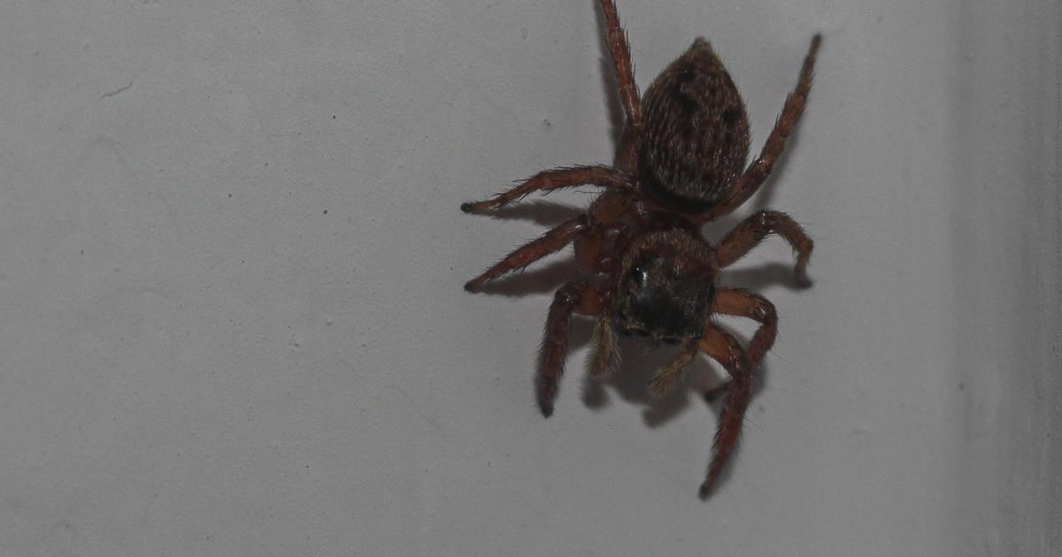 Aranha-saltadora-de-casa #218234 - Biofaces - Bring Nature Closer