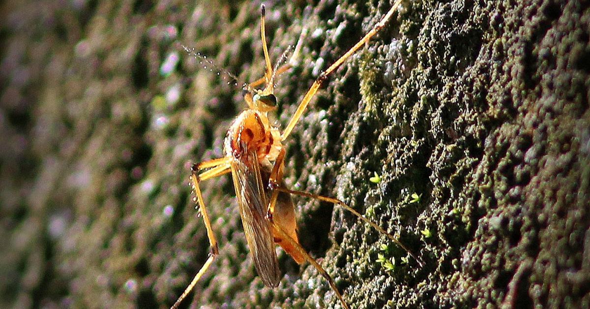 Pernilongo-amarelo #218710 - Biofaces - Bring Nature Closer