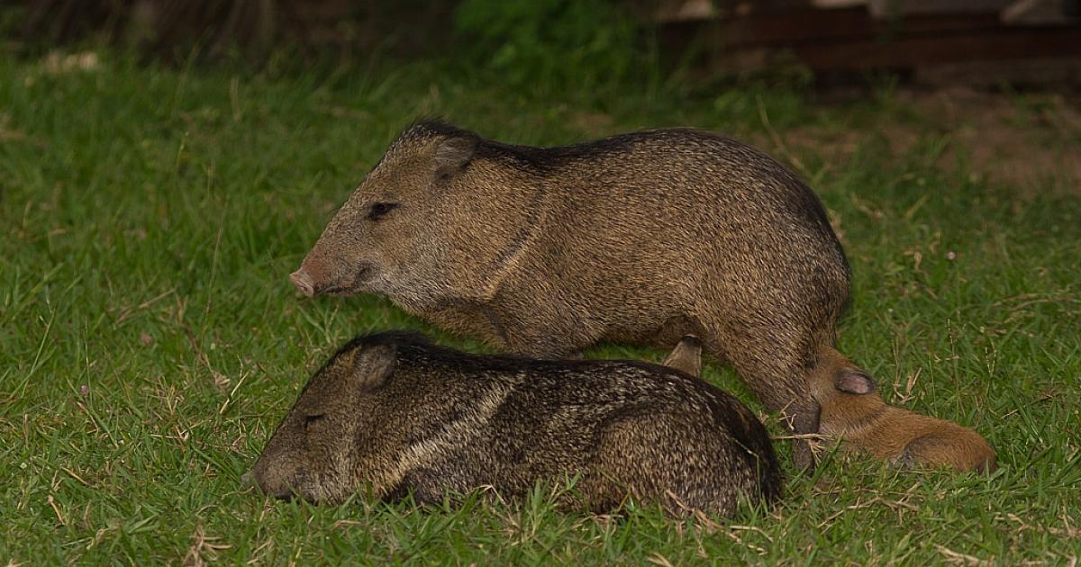 Caititu #218888 - Biofaces - Bring Nature Closer