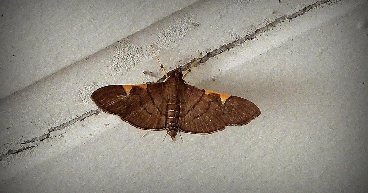 Mariposa-marrom-e-amarela #219093 - Biofaces - Bring Nature Closer