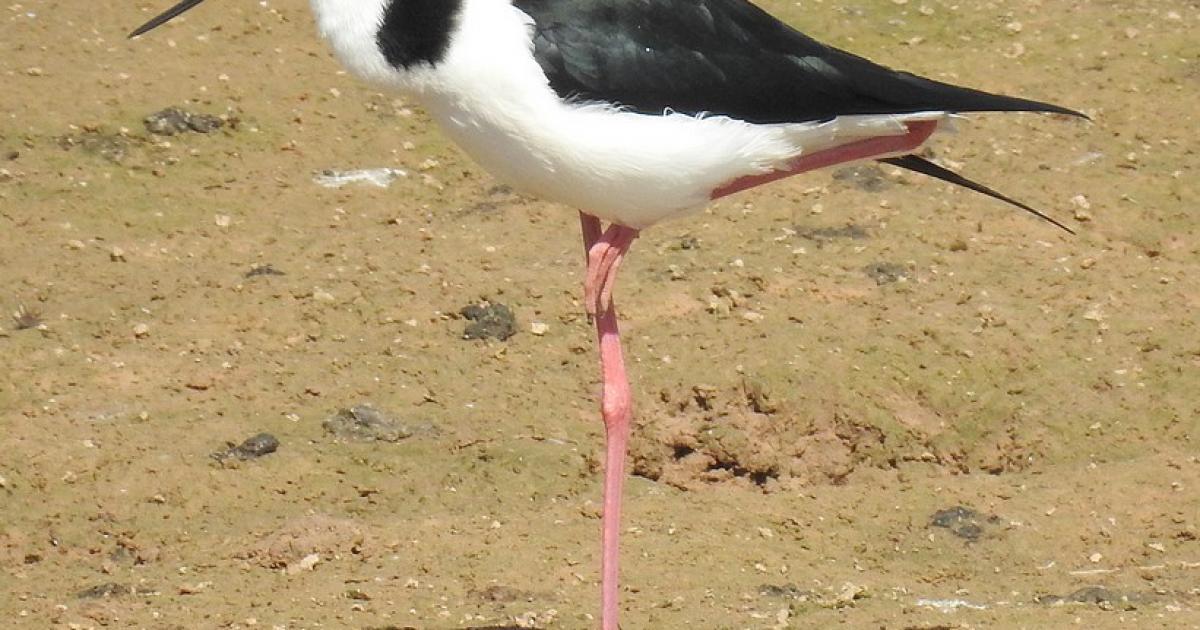 PERNILONGO #219397 - Biofaces - Bring Nature Closer