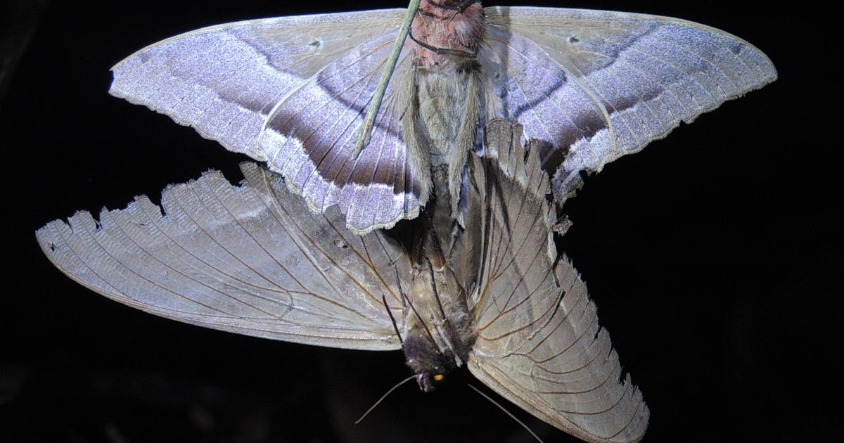 Mariposa #219464 - Biofaces - Bring Nature Closer