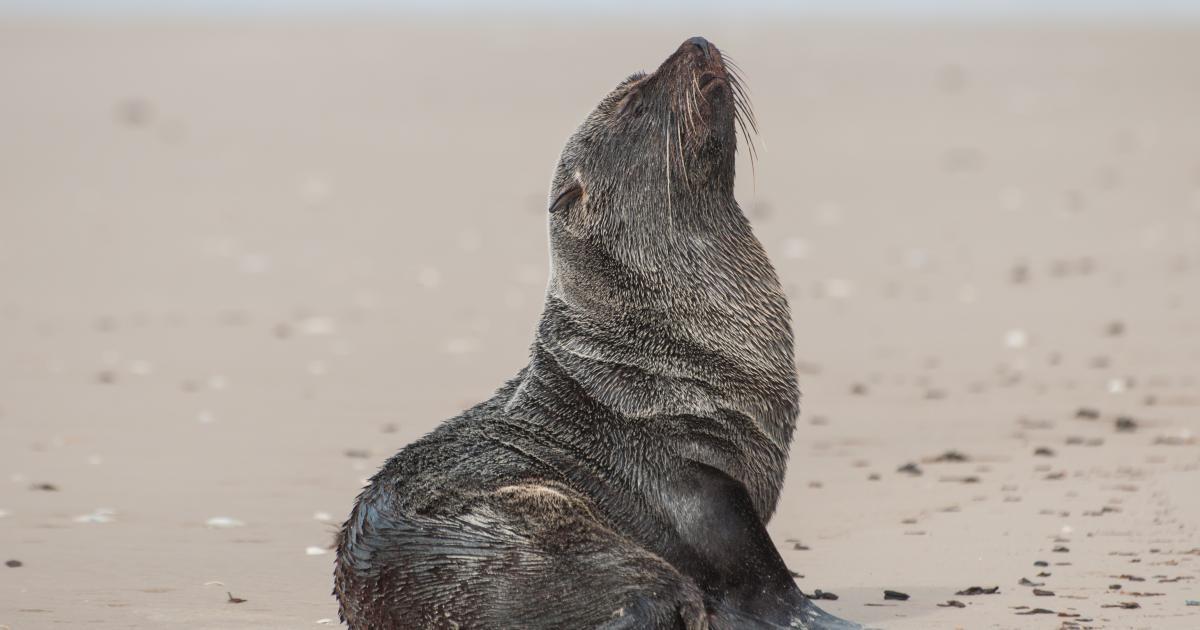 Lobo-marinho #219542 - Biofaces - Bring Nature Closer