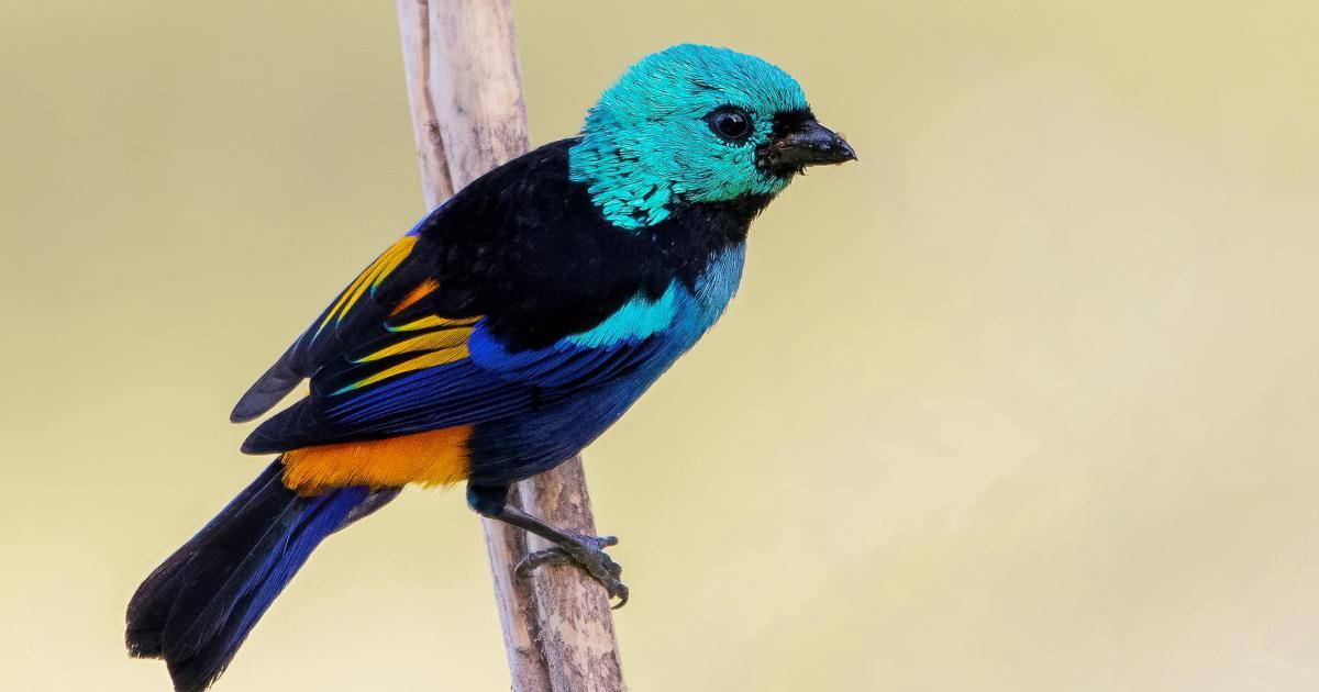 Tangara #219573 - Biofaces - Bring Nature Closer