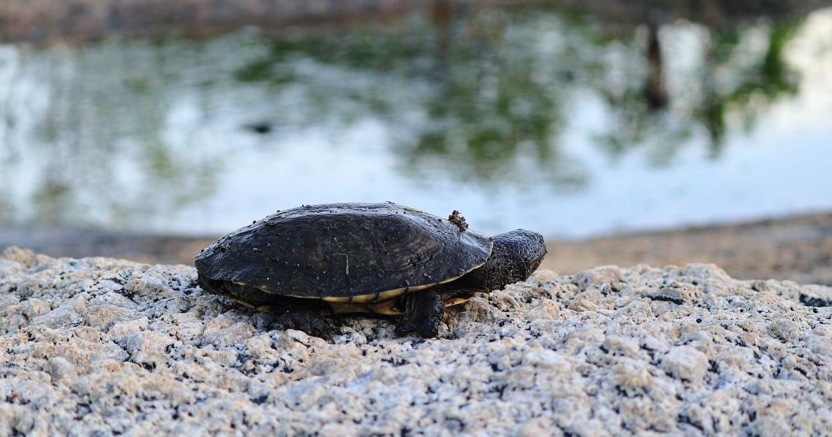 Cágado #219765 - Biofaces - Bring Nature Closer