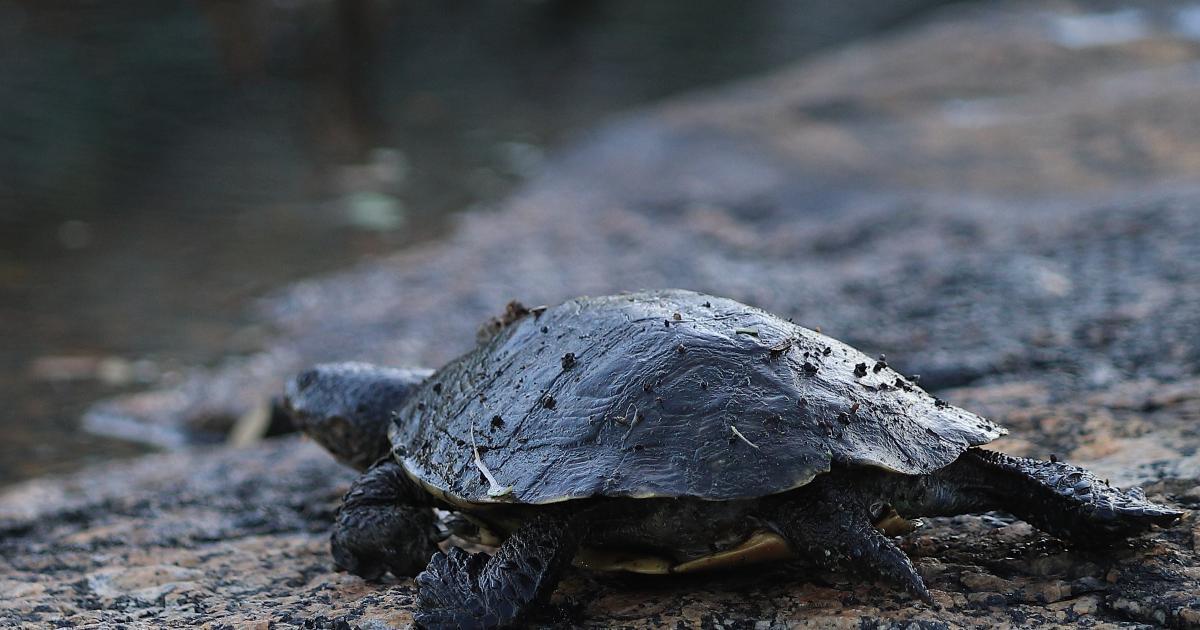 Cágado #219785 - Biofaces - Bring Nature Closer