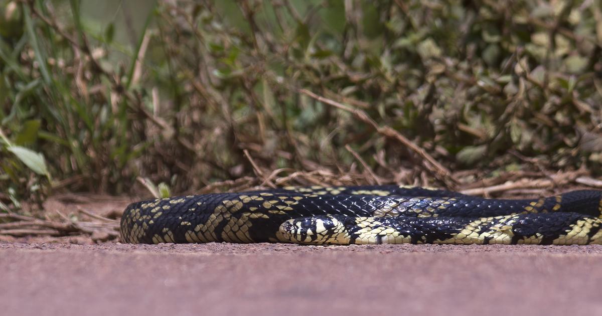 Spilotes #220152 - Biofaces - Bring Nature Closer