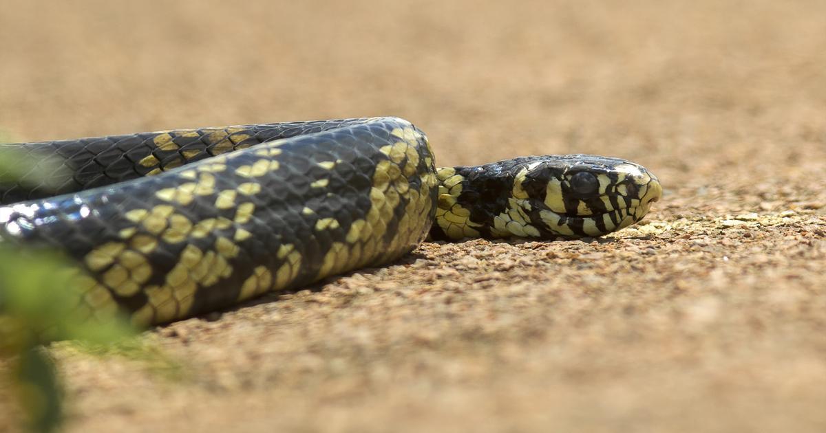 Spilotes #220157 - Biofaces - Bring Nature Closer