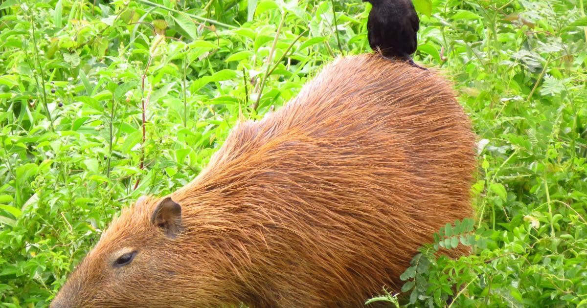 Capirava #220711 - Biofaces - Bring Nature Closer