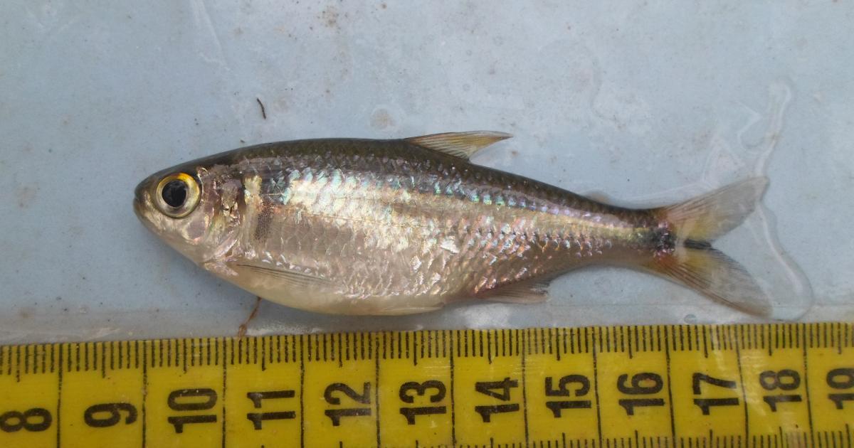 piaba #220816 - Biofaces - Bring Nature Closer