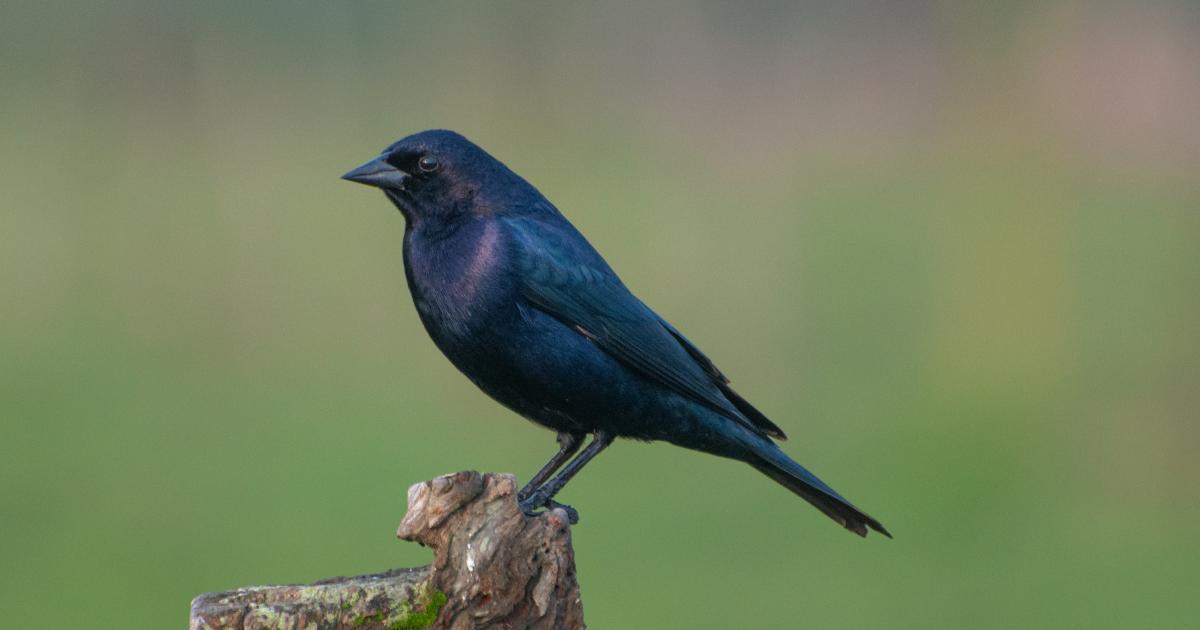 Chupim #221131 - Biofaces - Bring Nature Closer