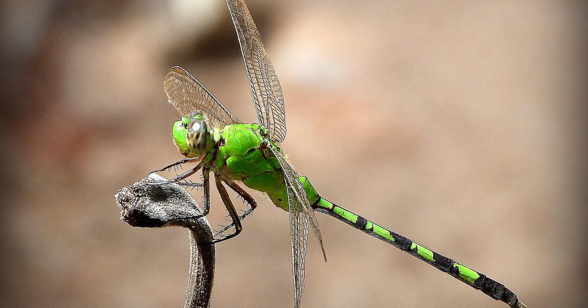 Libélula-verde #221228 - Biofaces - Bring Nature Closer