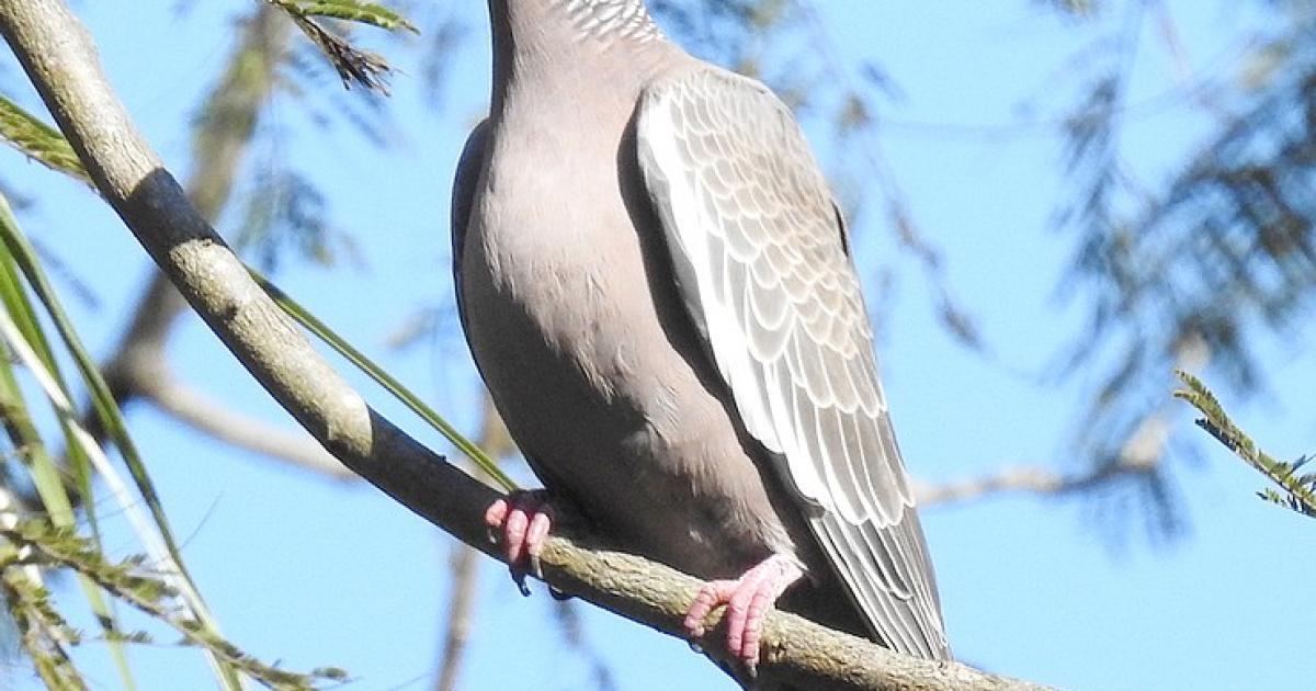 ASA #221414 - Biofaces - Bring Nature Closer