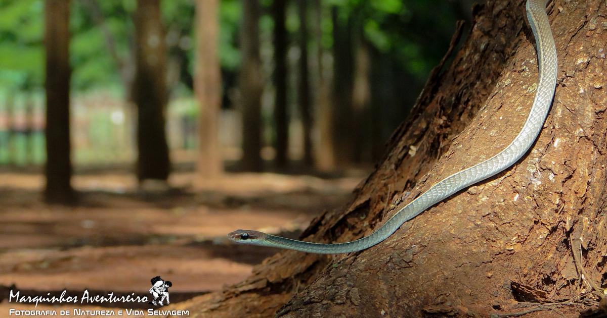 Cobra #221453 - Biofaces - Bring Nature Closer