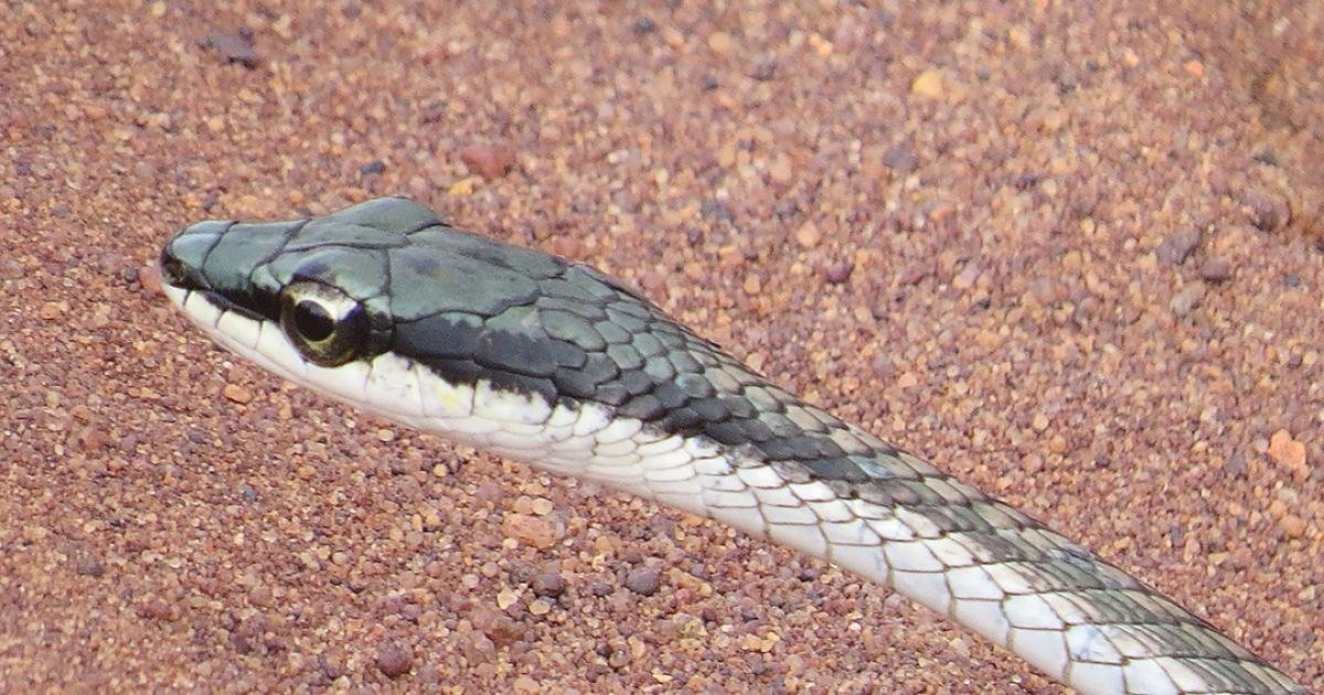 cipó #221482 - Biofaces - Bring Nature Closer