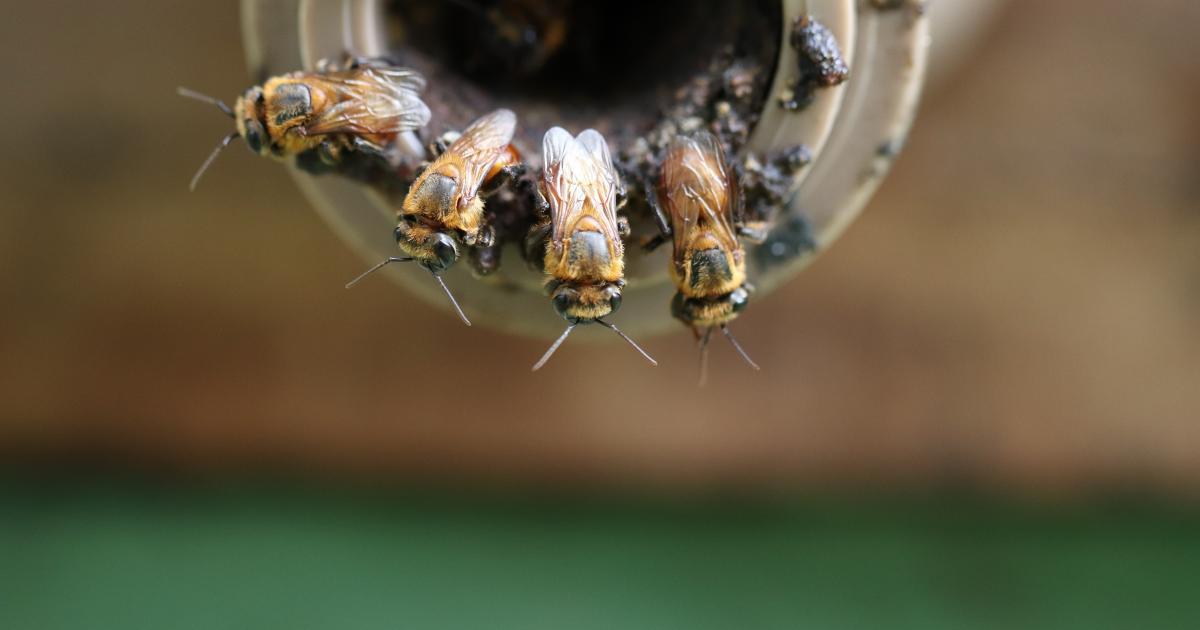 Plebeia #222086 - Biofaces - Bring Nature Closer