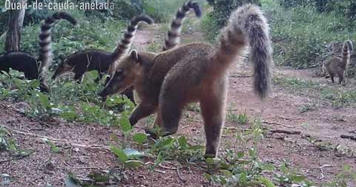 Cachorro-do-mato, #222867 - Biofaces - Bring Nature Closer