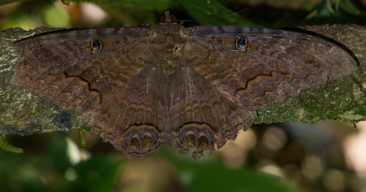 Mariposa-marrom #222965 - Biofaces - Bring Nature Closer