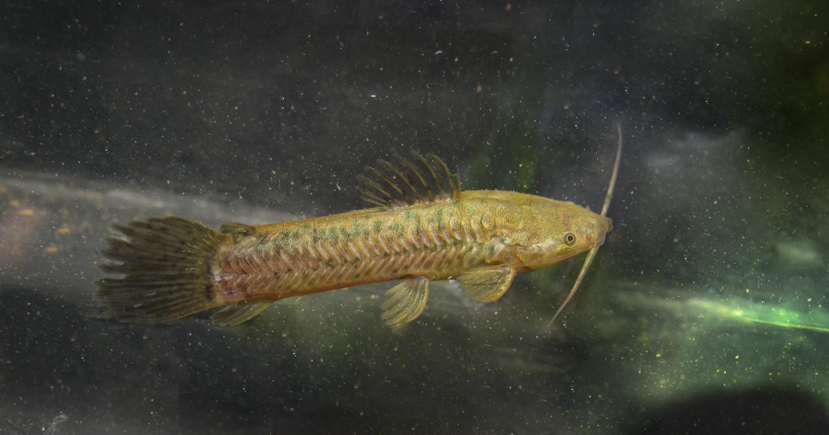 Callichthys #223073 - Biofaces - Bring Nature Closer