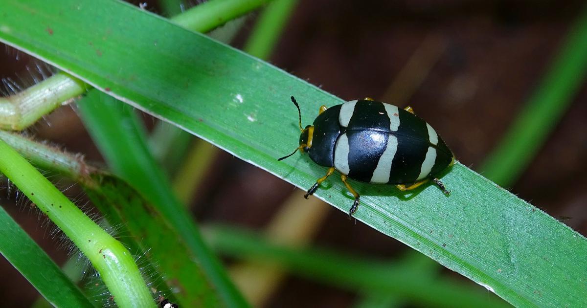 Besouro #223190 - Biofaces - Bring Nature Closer