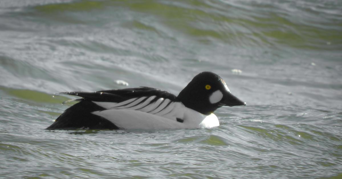 Pato-de-olho-dourado #223607 - Biofaces - Bring Nature Closer