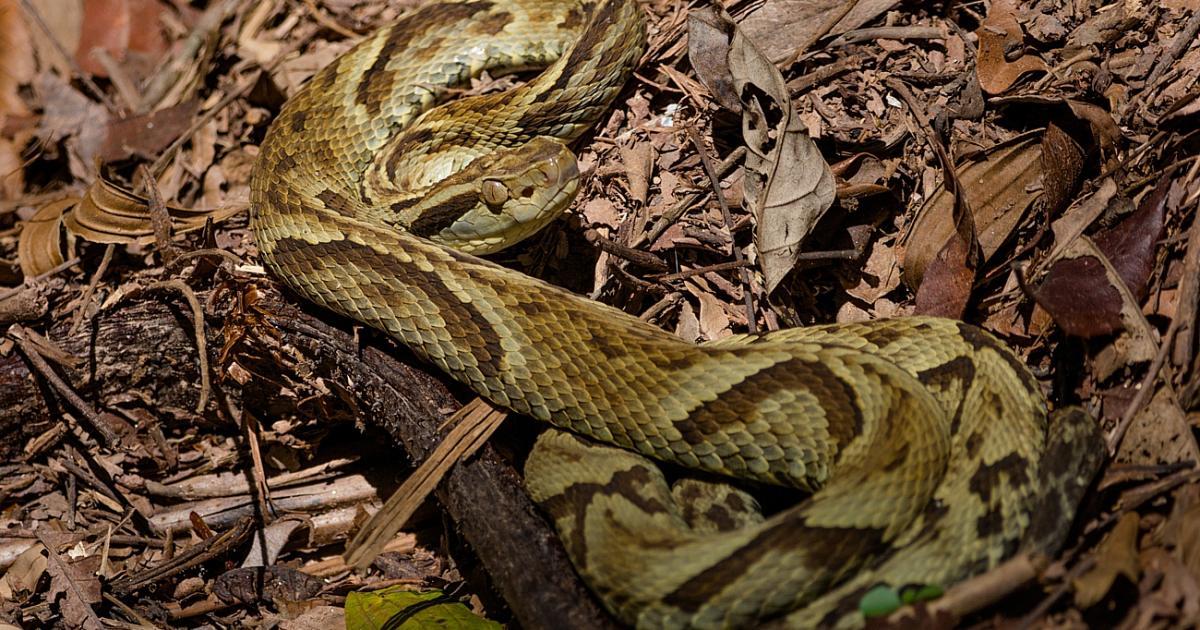 Jararaca #223877 - Biofaces - Bring Nature Closer