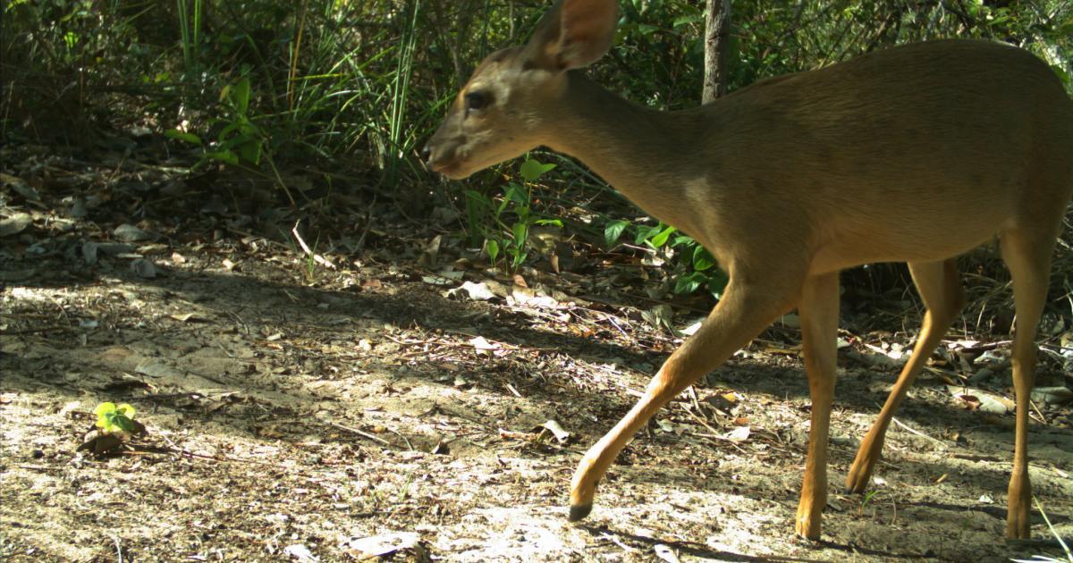 Gray-brocket #223923 - Biofaces - Bring Nature Closer