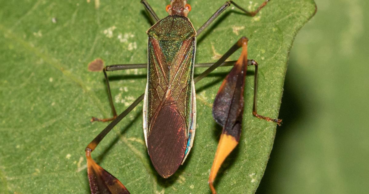 Percevejo Pés De Folha - LIBRAIN