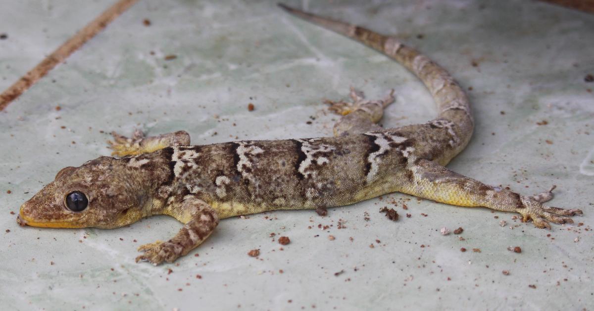 Briba-da-caatinga #224282 - Biofaces - Bring Nature Closer