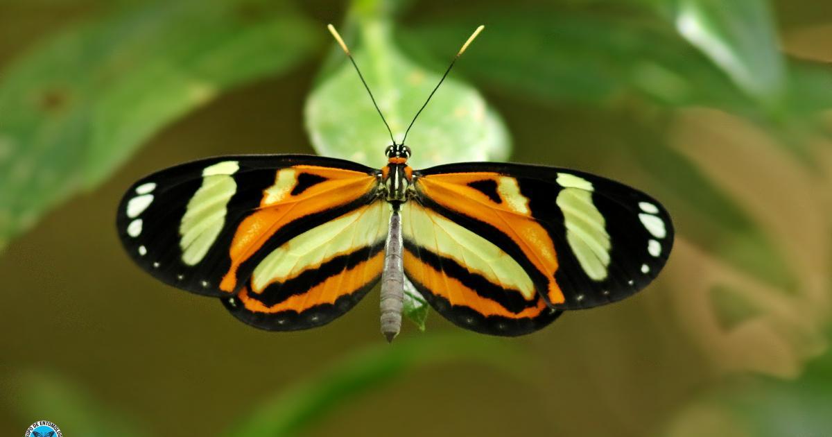 Borboletas #226084 - Biofaces - Bring Nature Closer