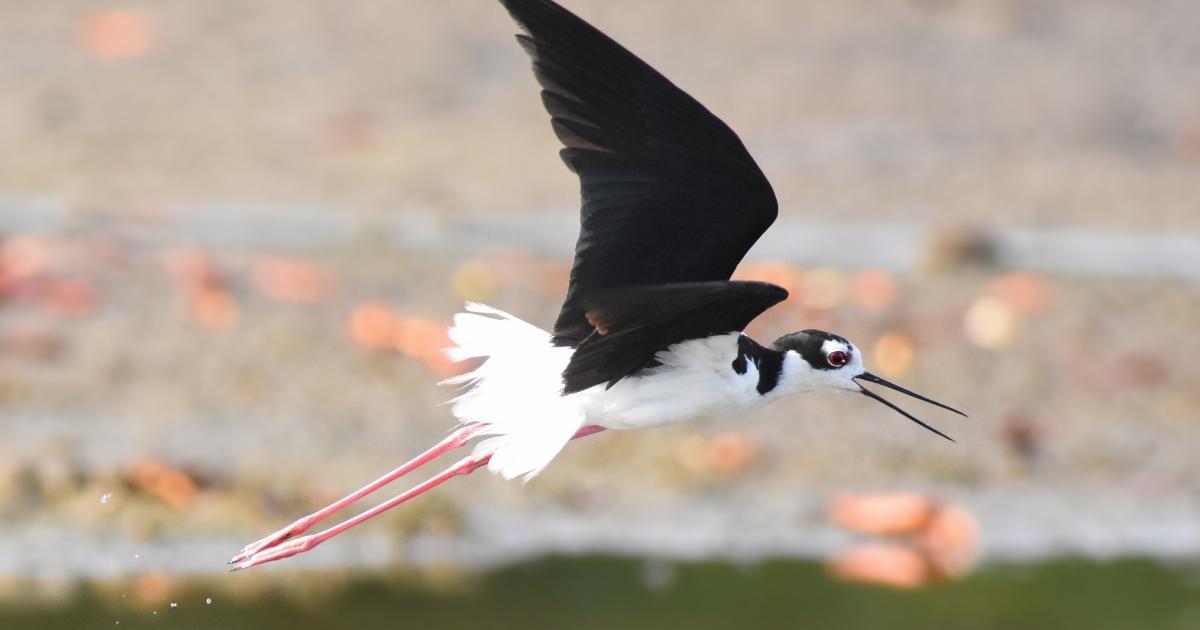 Pernilongo-de-costas-negras #226223 - Biofaces - Bring Nature Closer