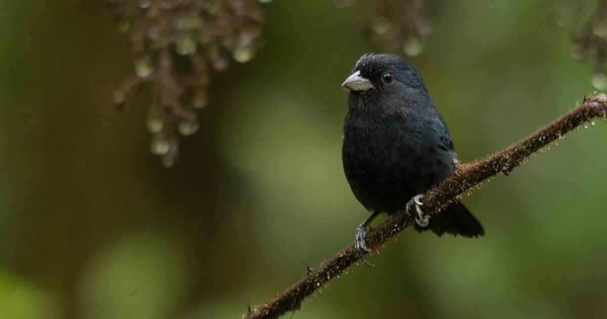 Negrinho-do-mato #226467 - Biofaces - Bring Nature Closer