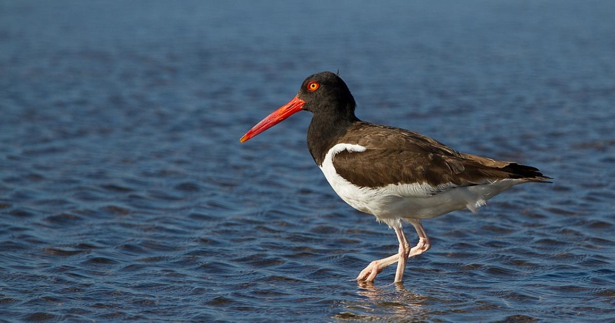 Piru-piru #226521 - Biofaces - Bring Nature Closer