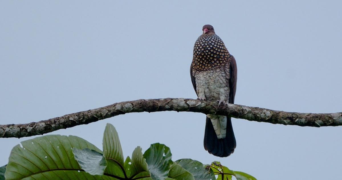 Pomba-trocal #226740 - Biofaces - Bring Nature Closer