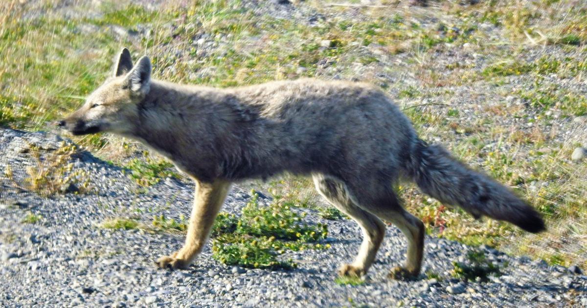 Lobo #227420 - Biofaces - Bring Nature Closer