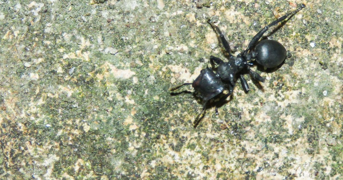 Cephalotes #227652 - Biofaces - Bring Nature Closer