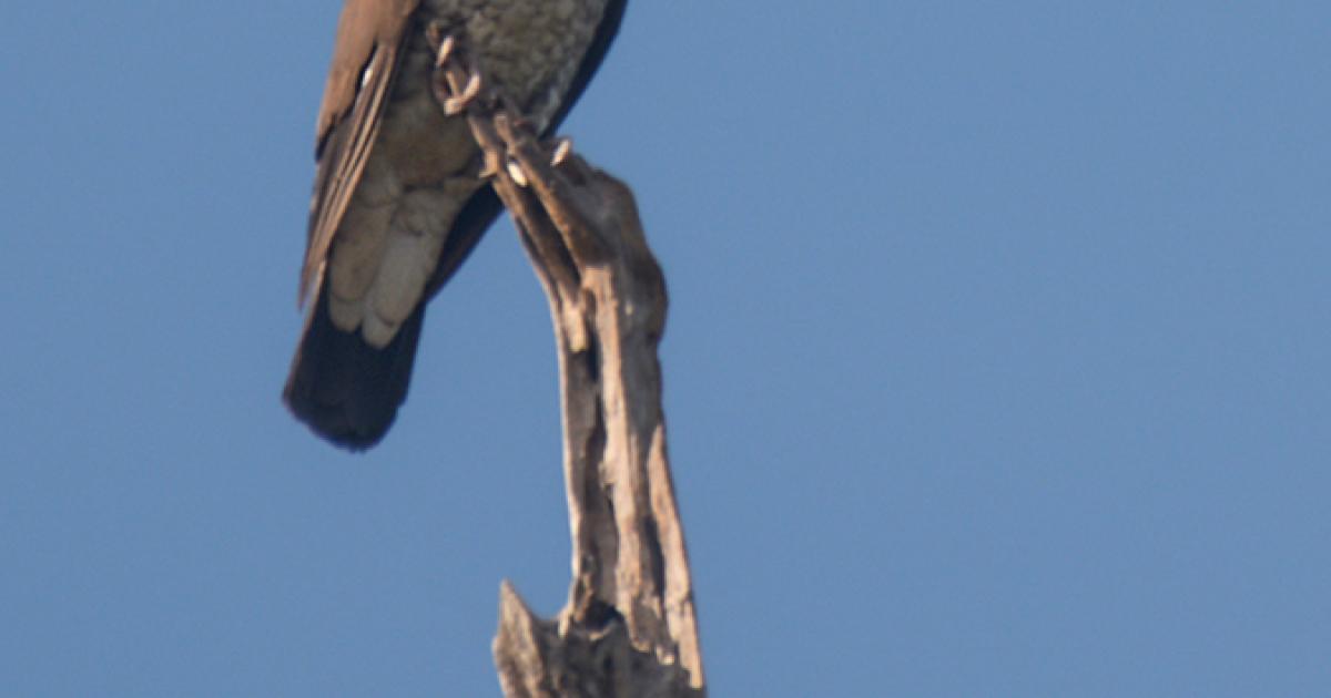 pomba-trocal #228953 - Biofaces - Bring Nature Closer