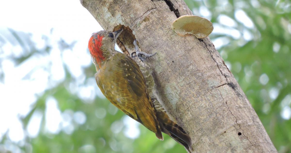 Pica-pau-pequeno #228974 - Biofaces - Bring Nature Closer