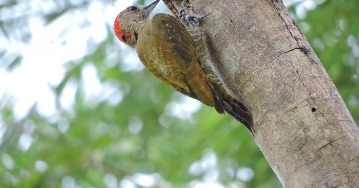 Pica-pau-pequeno #228975 - Biofaces - Bring Nature Closer