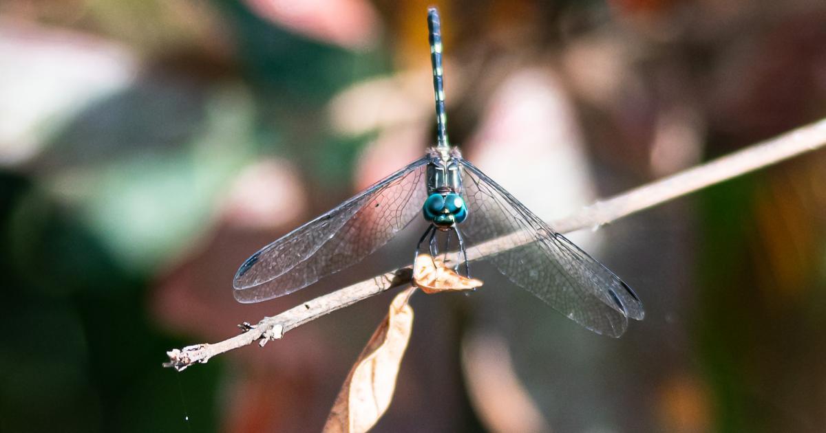 Libélula-Nigra #229961 - Biofaces - Bring Nature Closer