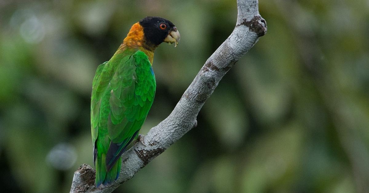 Curica-caica #230020 - Biofaces - Bring Nature Closer