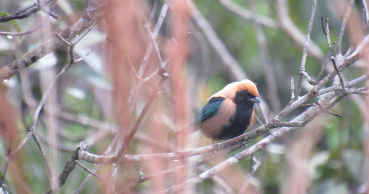 saira #230076 - Biofaces - Bring Nature Closer