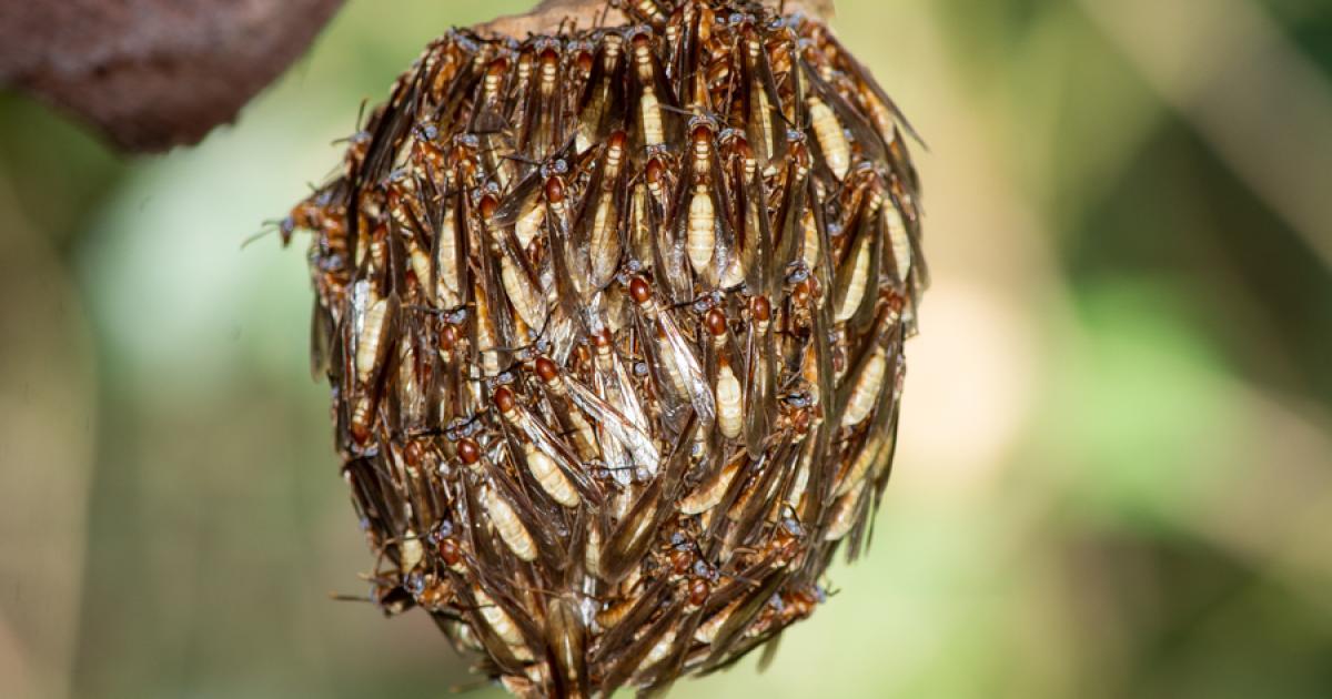 Marimbondo-chapéu #230481 - Biofaces - Bring Nature Closer