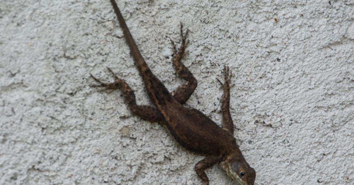 Calango #231698 - Biofaces - Bring Nature Closer