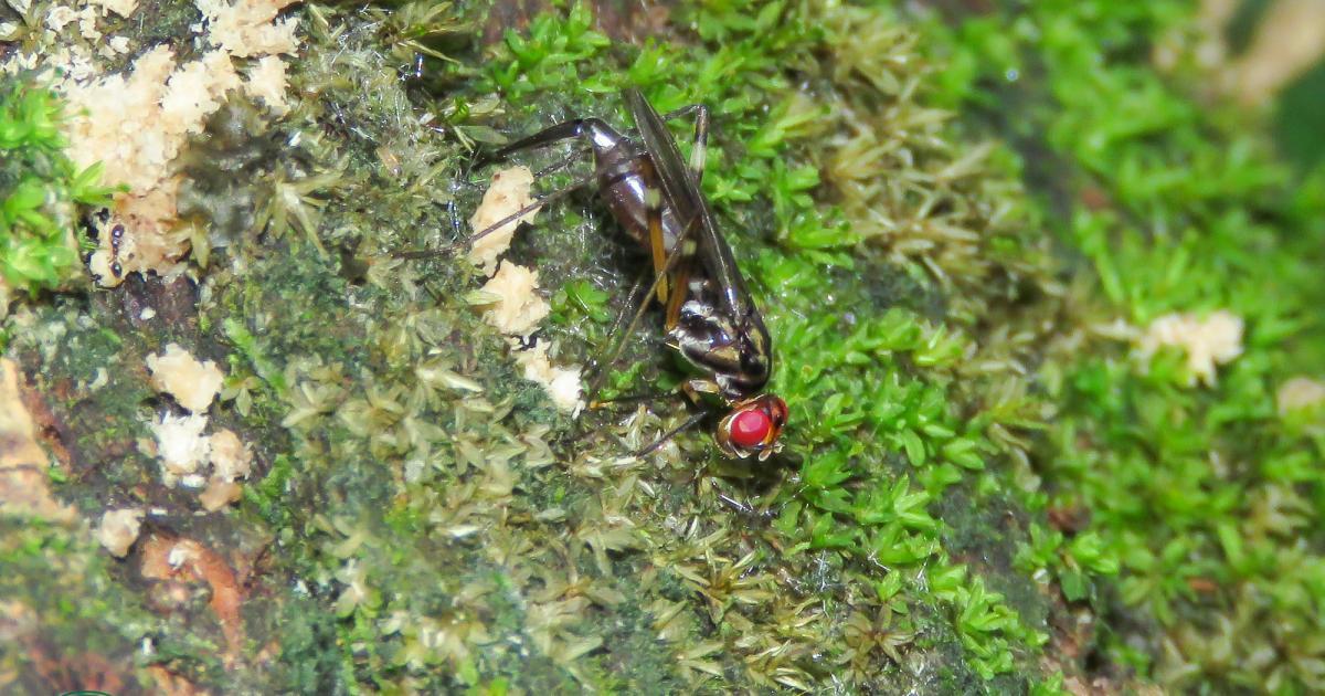 Micropezidae #231719 - Biofaces - Bring Nature Closer