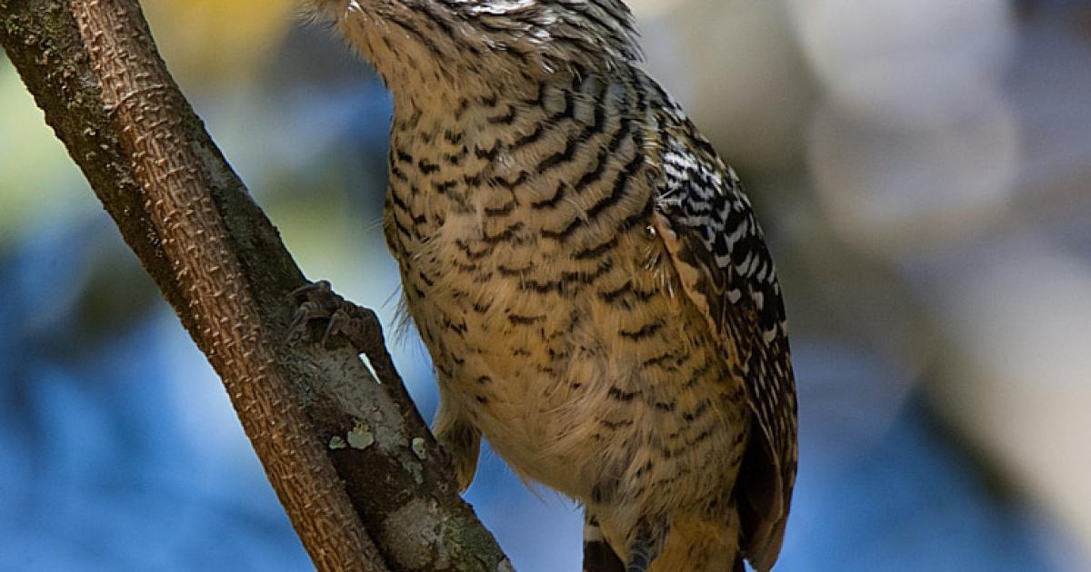 Choca-barrada #231791 - Biofaces - Bring Nature Closer