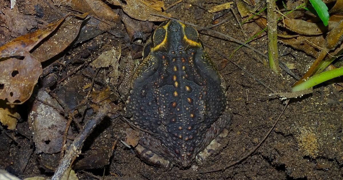 Sapo-Boi #231810 - Biofaces - Bring Nature Closer