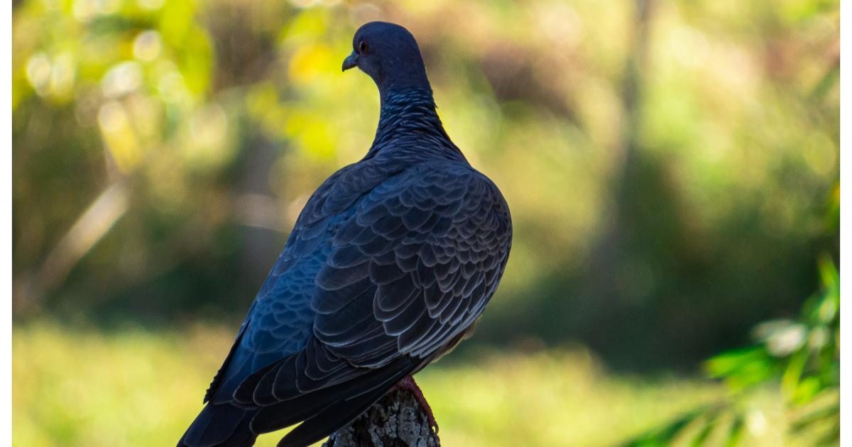 pomba-legítima #232056 - Biofaces - Bring Nature Closer