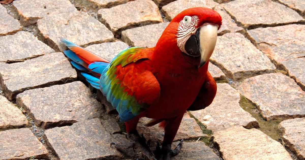 Arara #232752 - Biofaces - Bring Nature Closer