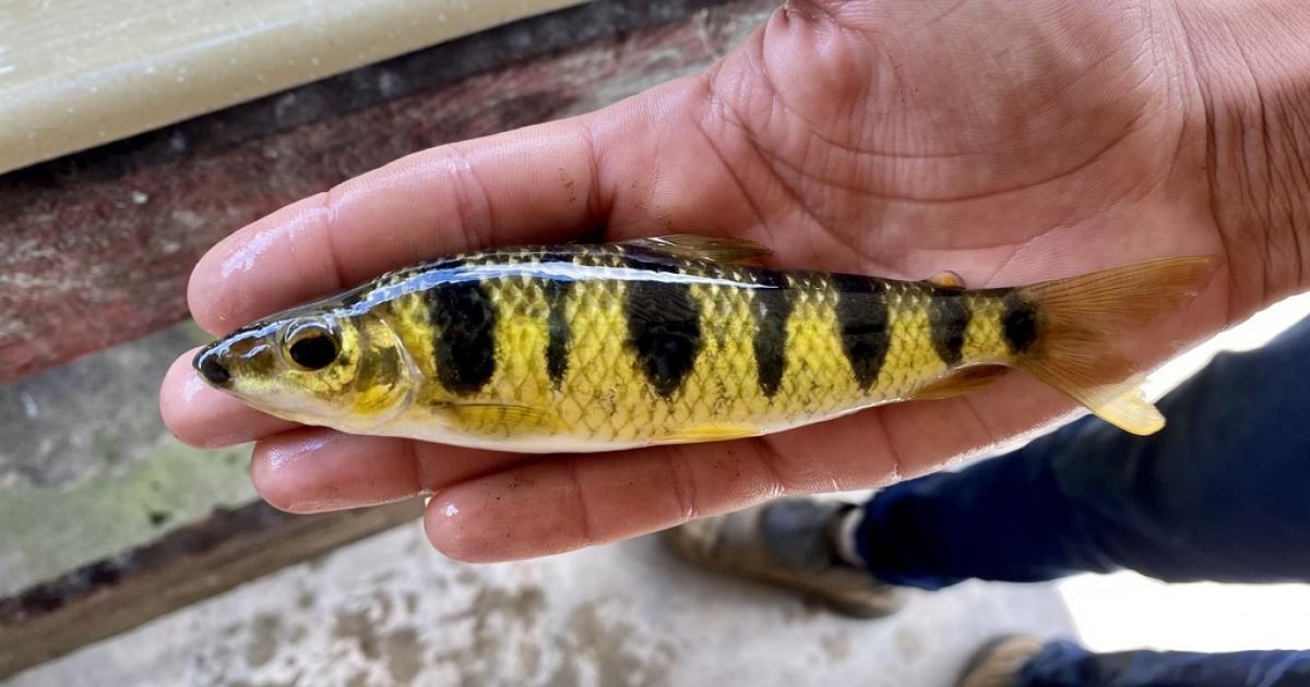 Piau #232929 - Biofaces - Bring Nature Closer